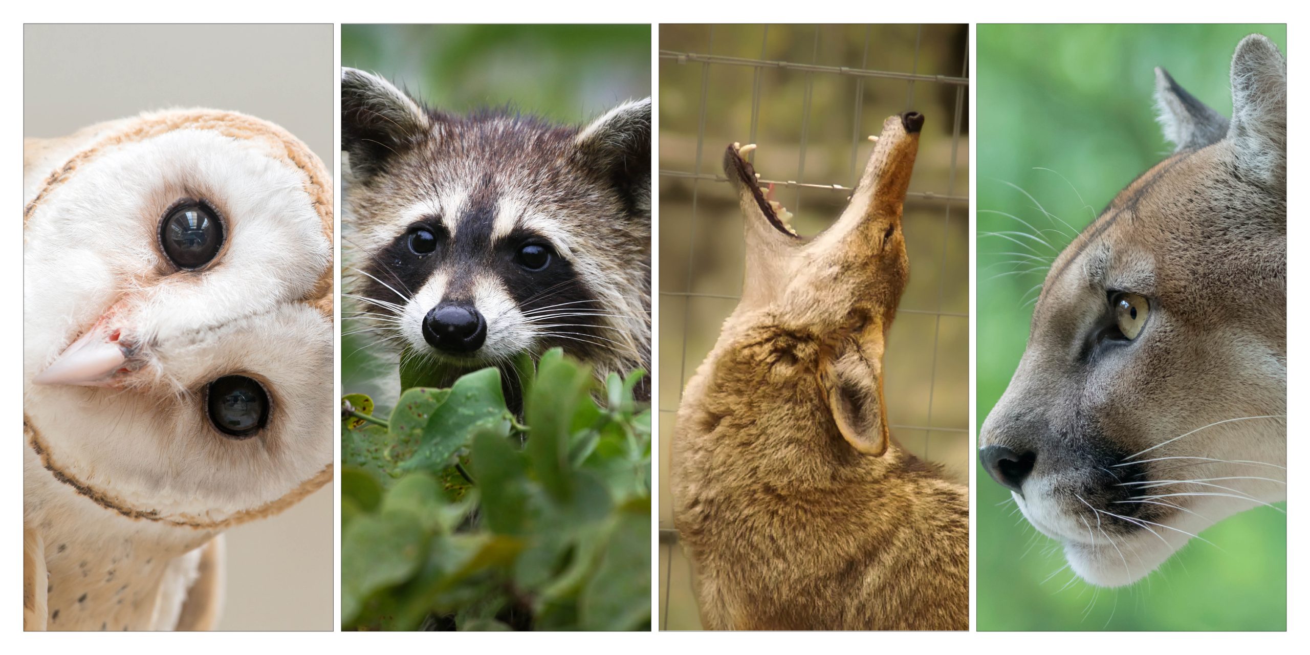 Jack And Jack Wild Life